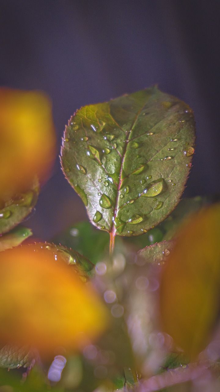 Photosynthesis Wallpapers - Top Free Photosynthesis Backgrounds ...