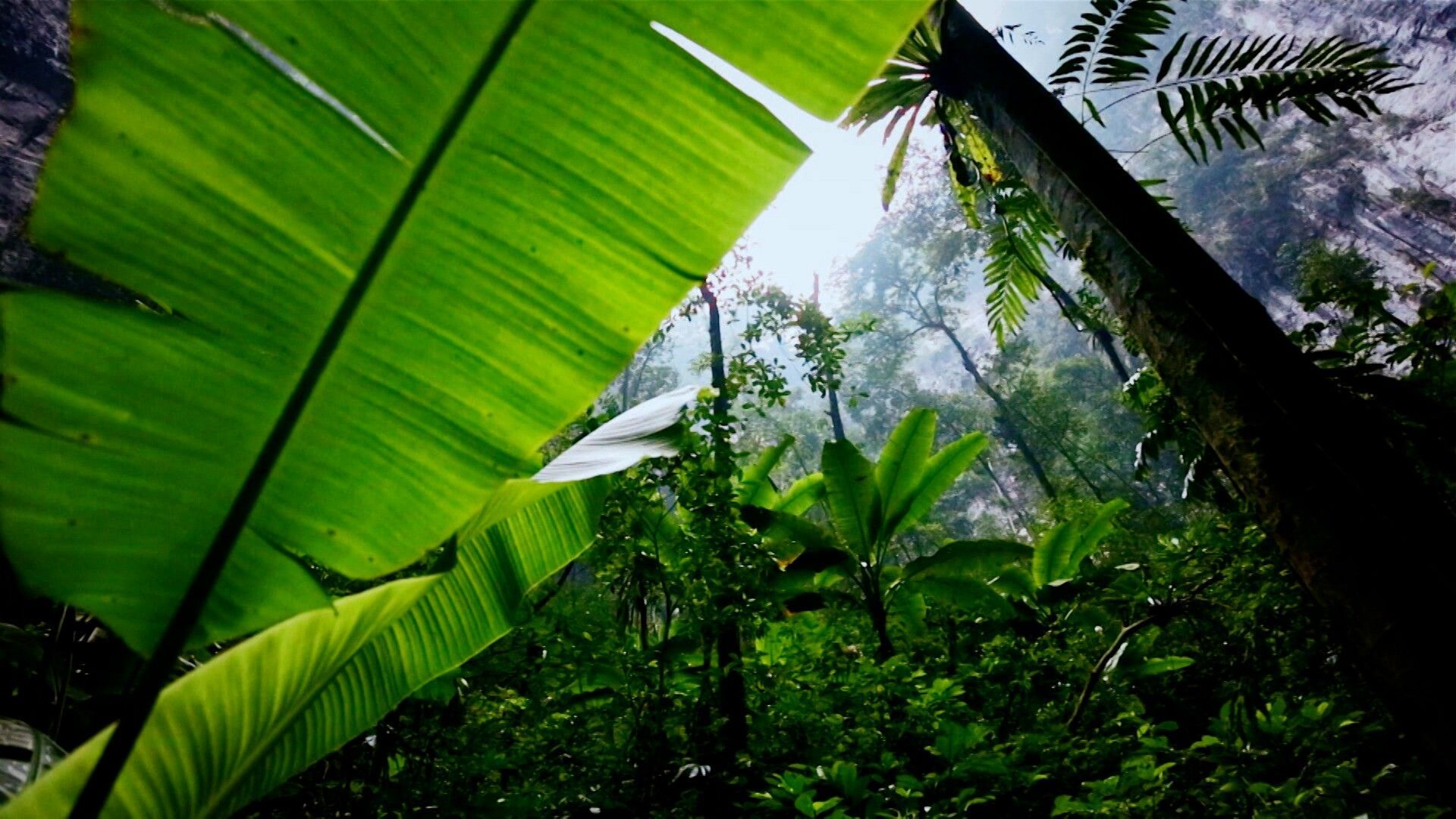 Photosynthesis Wallpapers - Top Free Photosynthesis Backgrounds ...