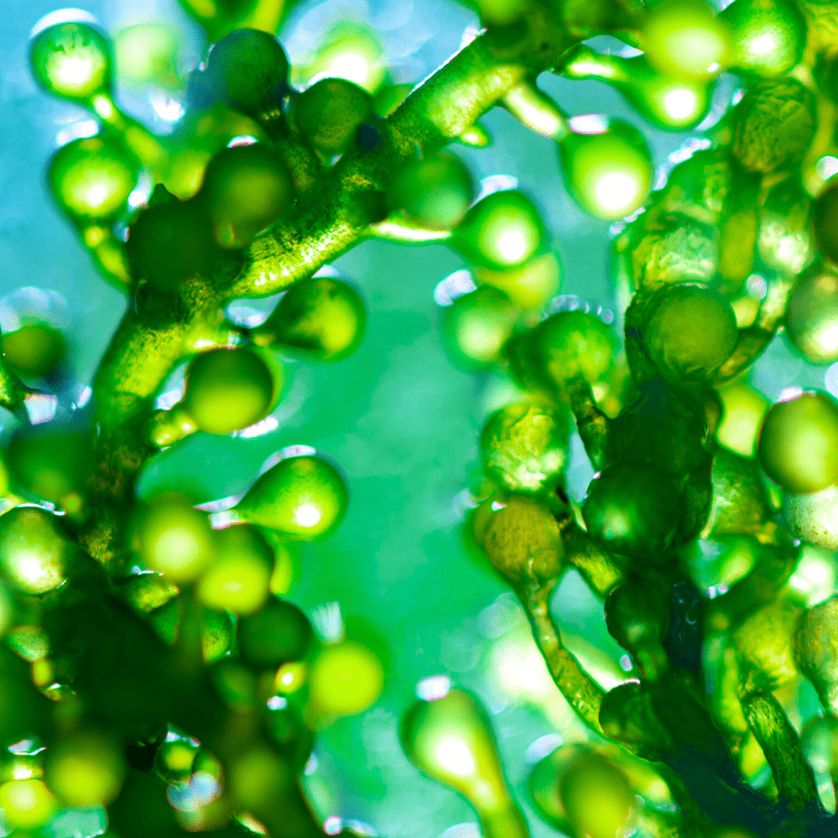 Photosynthesis Wallpapers - Top Free Photosynthesis Backgrounds ...