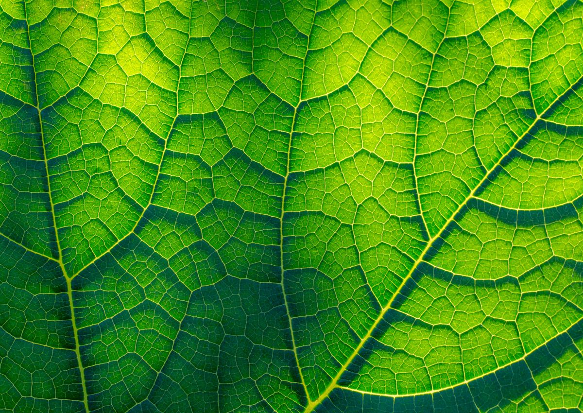 Photosynthesis Wallpapers - Top Free Photosynthesis Backgrounds ...