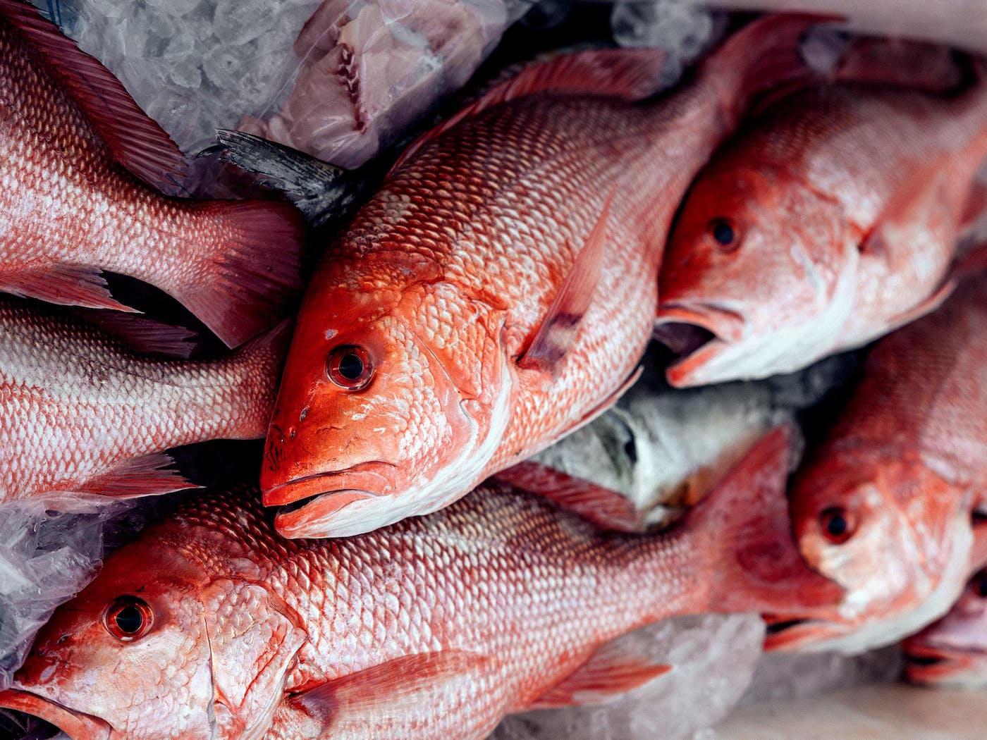 Snapper Wallpapers - Top Free Snapper Backgrounds - WallpaperAccess