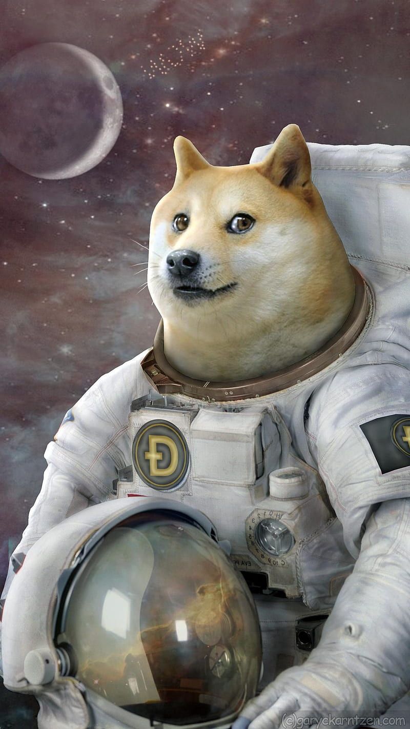 Doge 4K Wallpapers - Top Free Doge 4K Backgrounds - WallpaperAccess