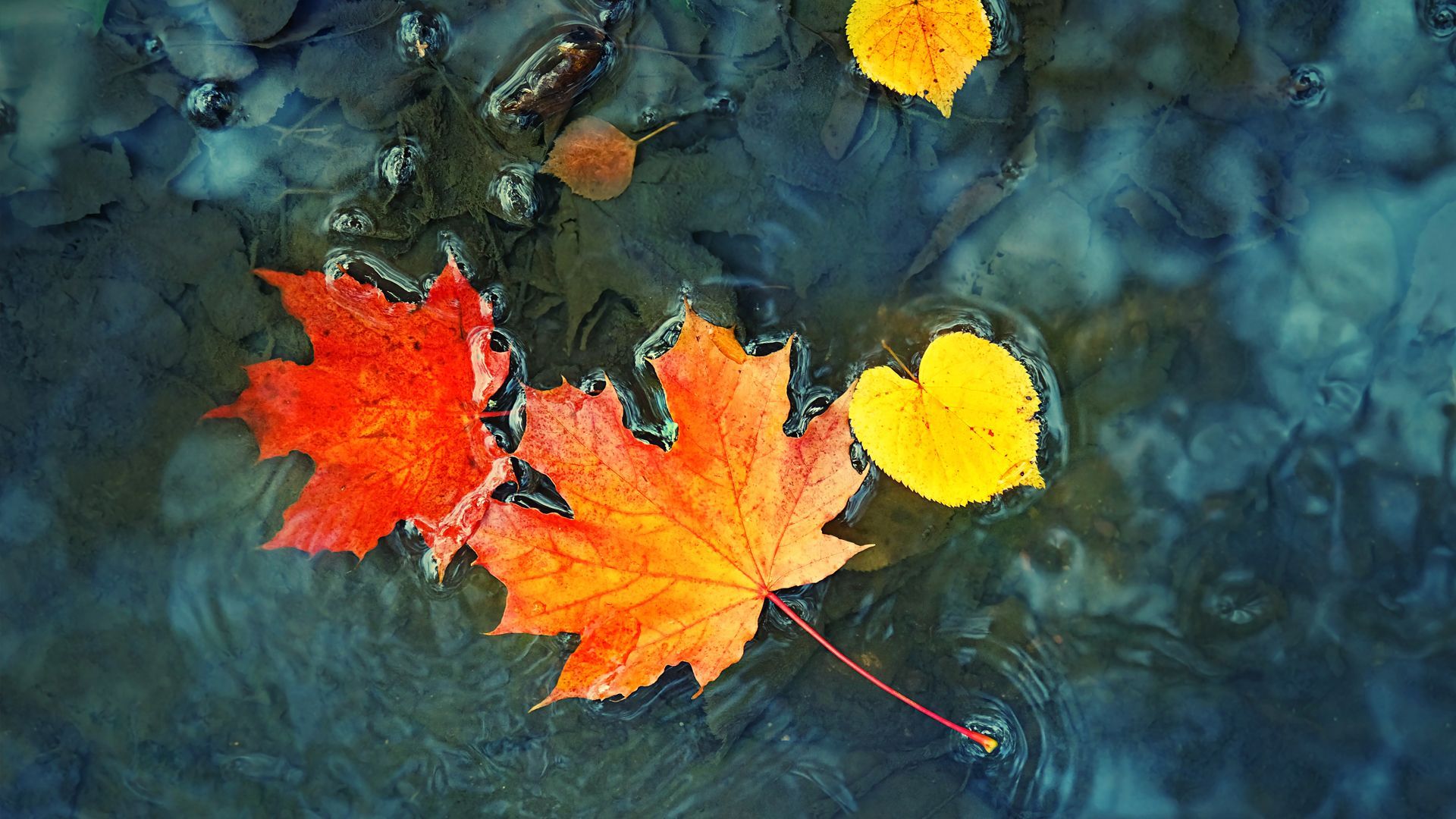 Fall Theme Wallpapers - Top Free Fall Theme Backgrounds - WallpaperAccess