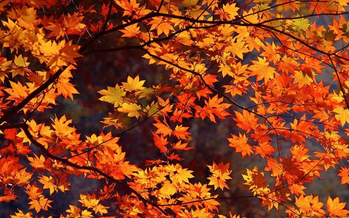 Fall Theme Wallpapers - Top Free Fall Theme Backgrounds - WallpaperAccess