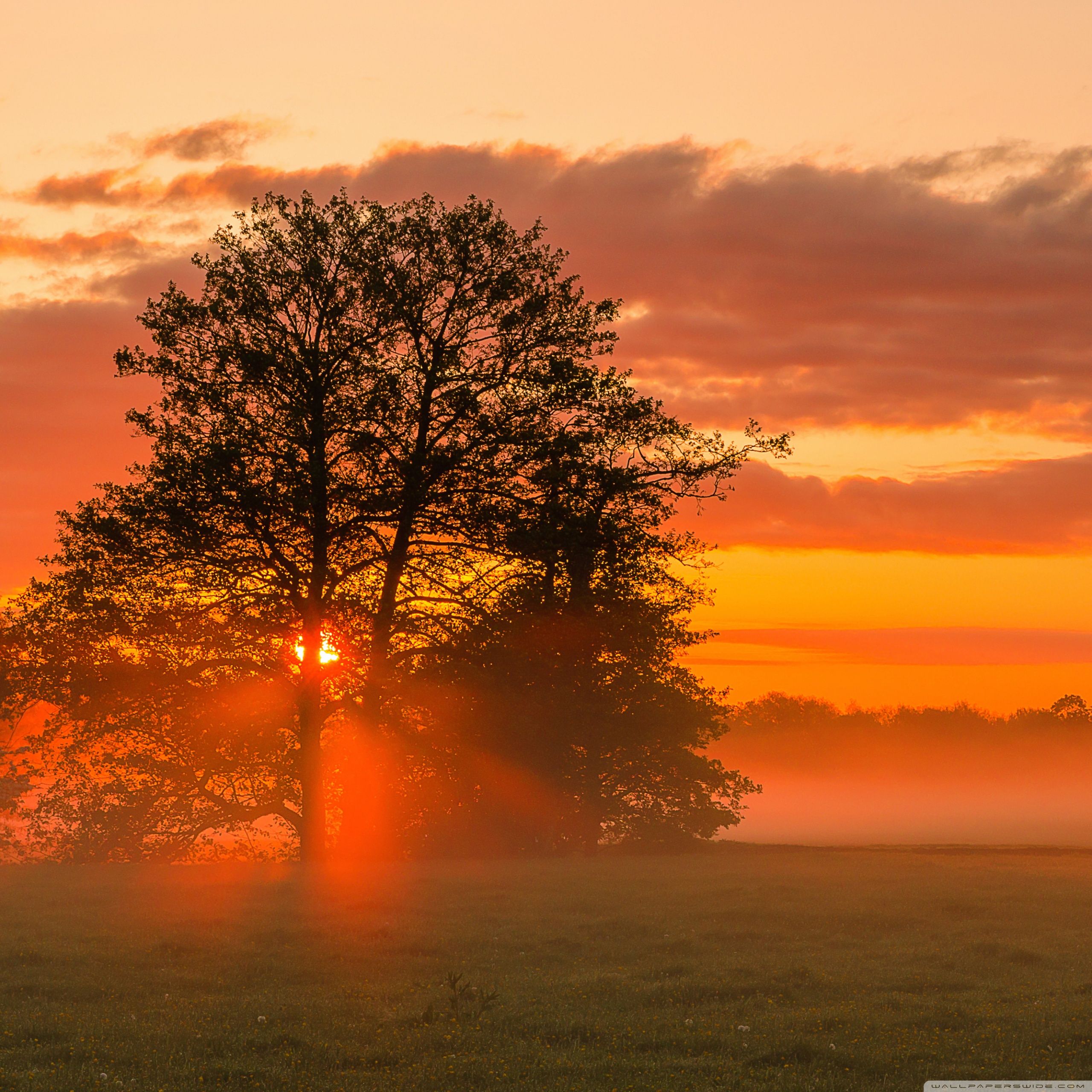 Sunrise Mobile Wallpapers - Top Free Sunrise Mobile Backgrounds ...