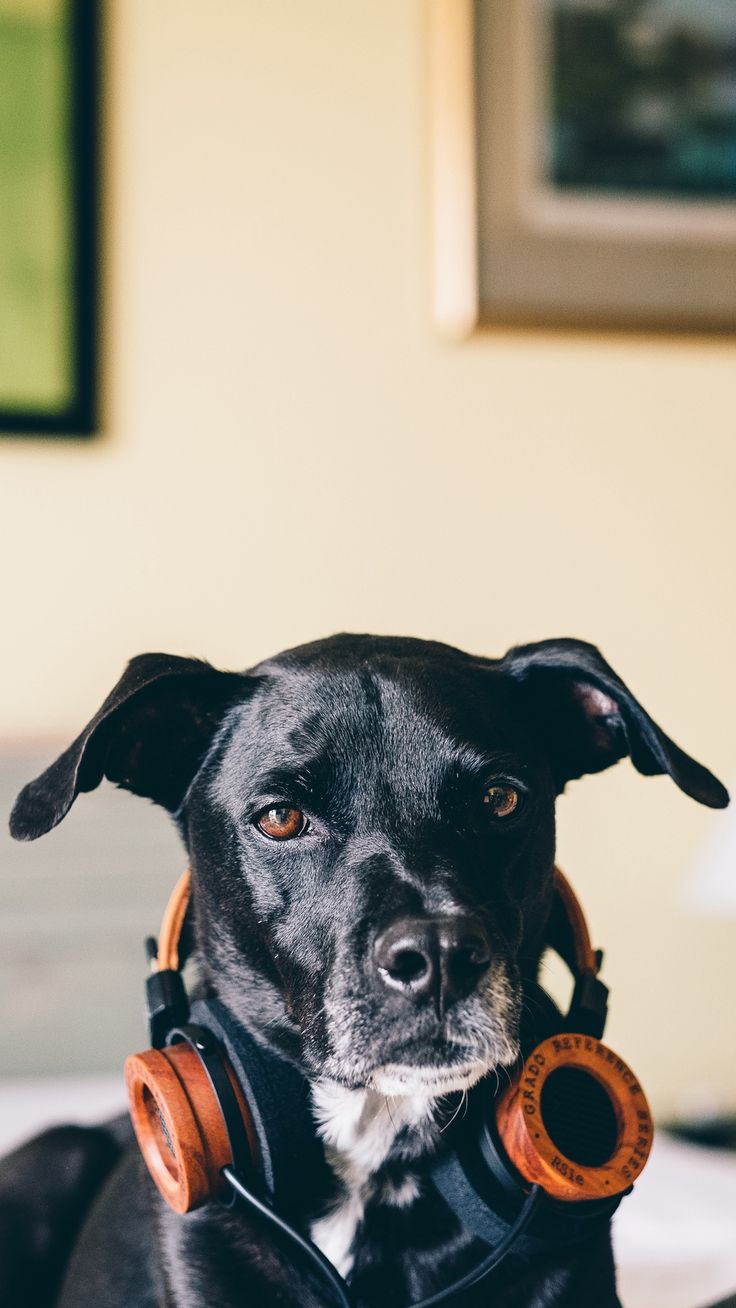 Dog Lover Wallpapers - Top Free Dog Lover Backgrounds - WallpaperAccess