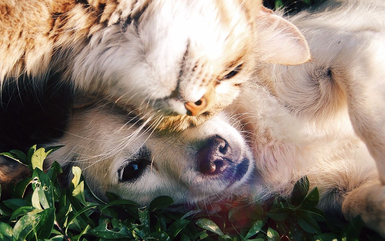 Dog Lover Wallpapers - Top Free Dog Lover Backgrounds - WallpaperAccess