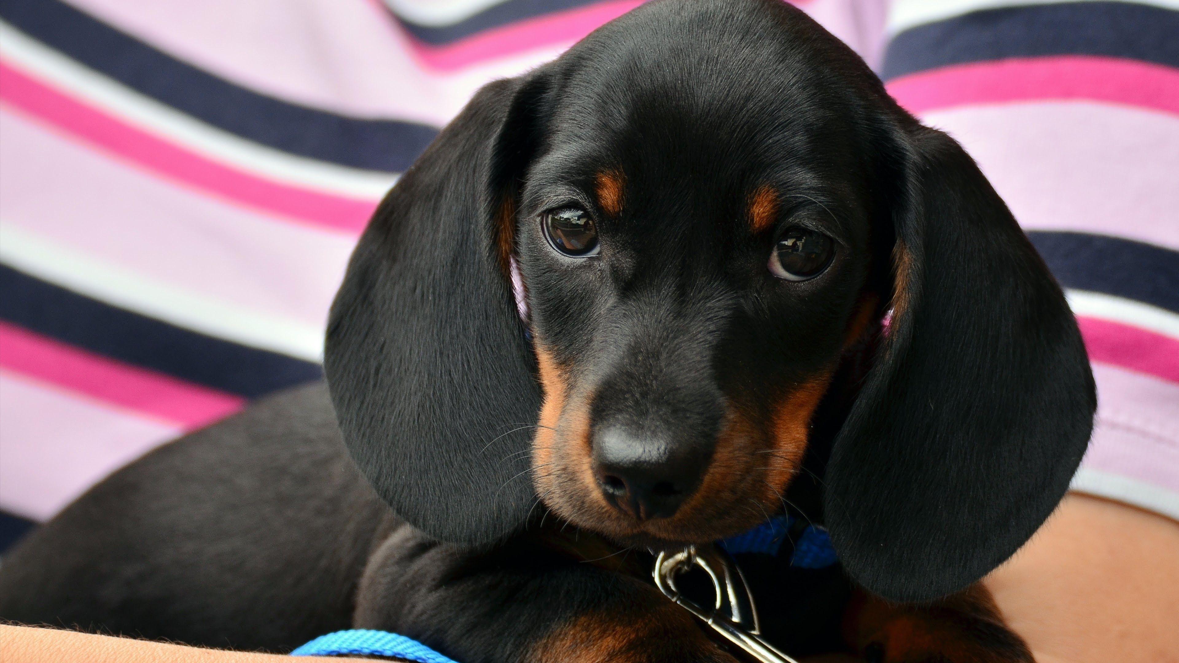 Black Puppy Wallpapers - Top Free Black Puppy Backgrounds - WallpaperAccess