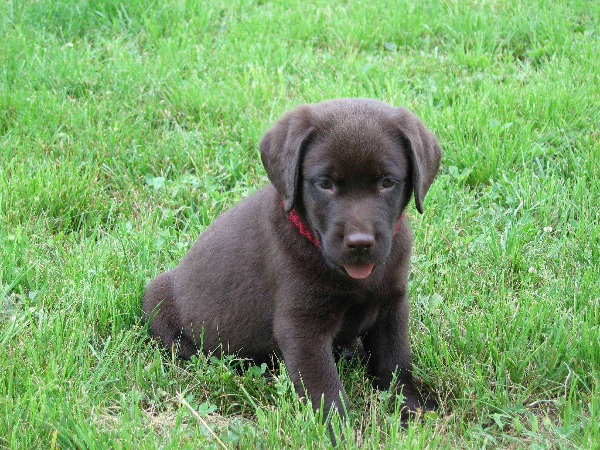 Black Puppy Wallpapers - Top Free Black Puppy Backgrounds - WallpaperAccess