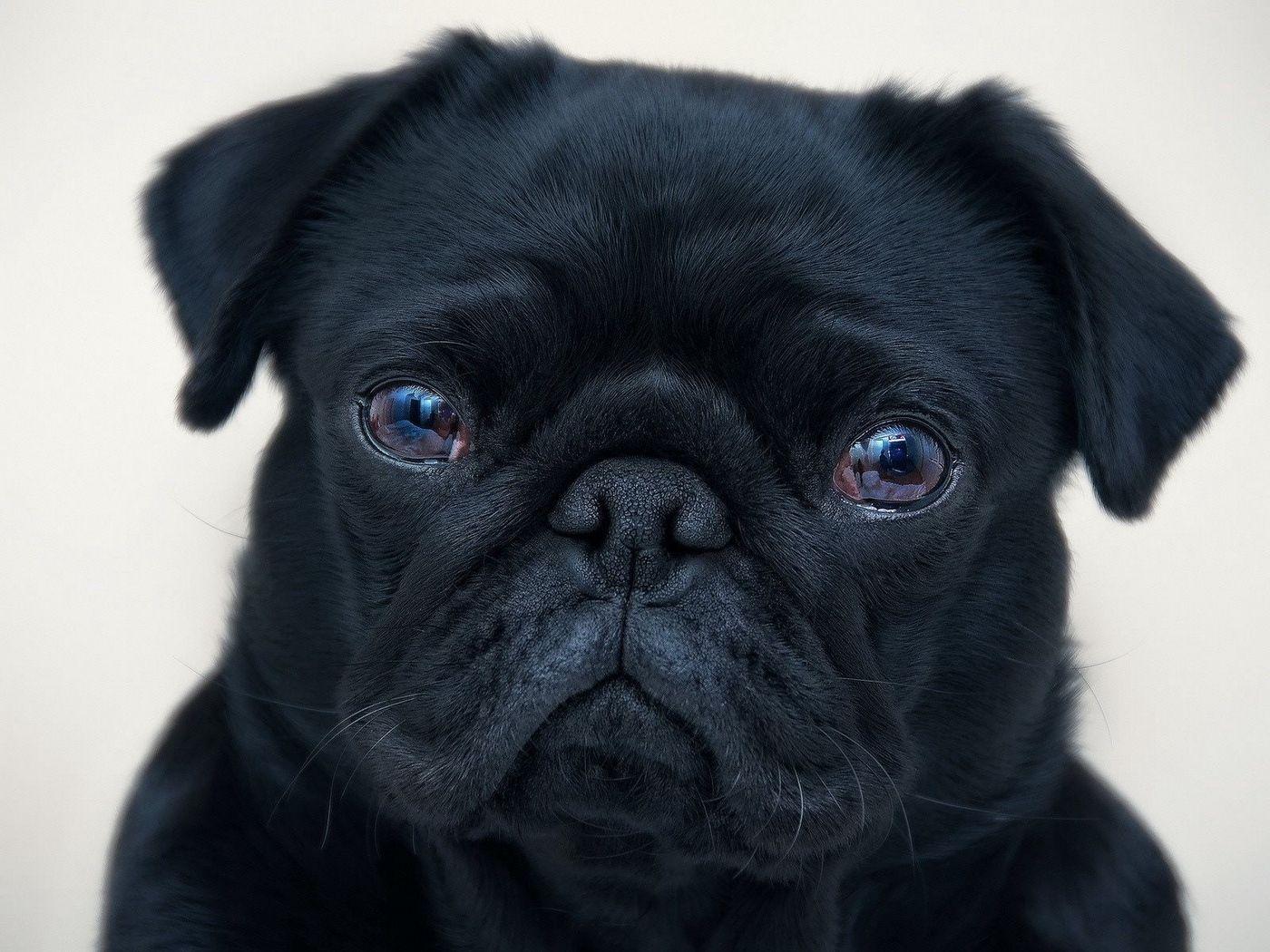 Black Puppy Wallpapers - Top Free Black Puppy Backgrounds - WallpaperAccess