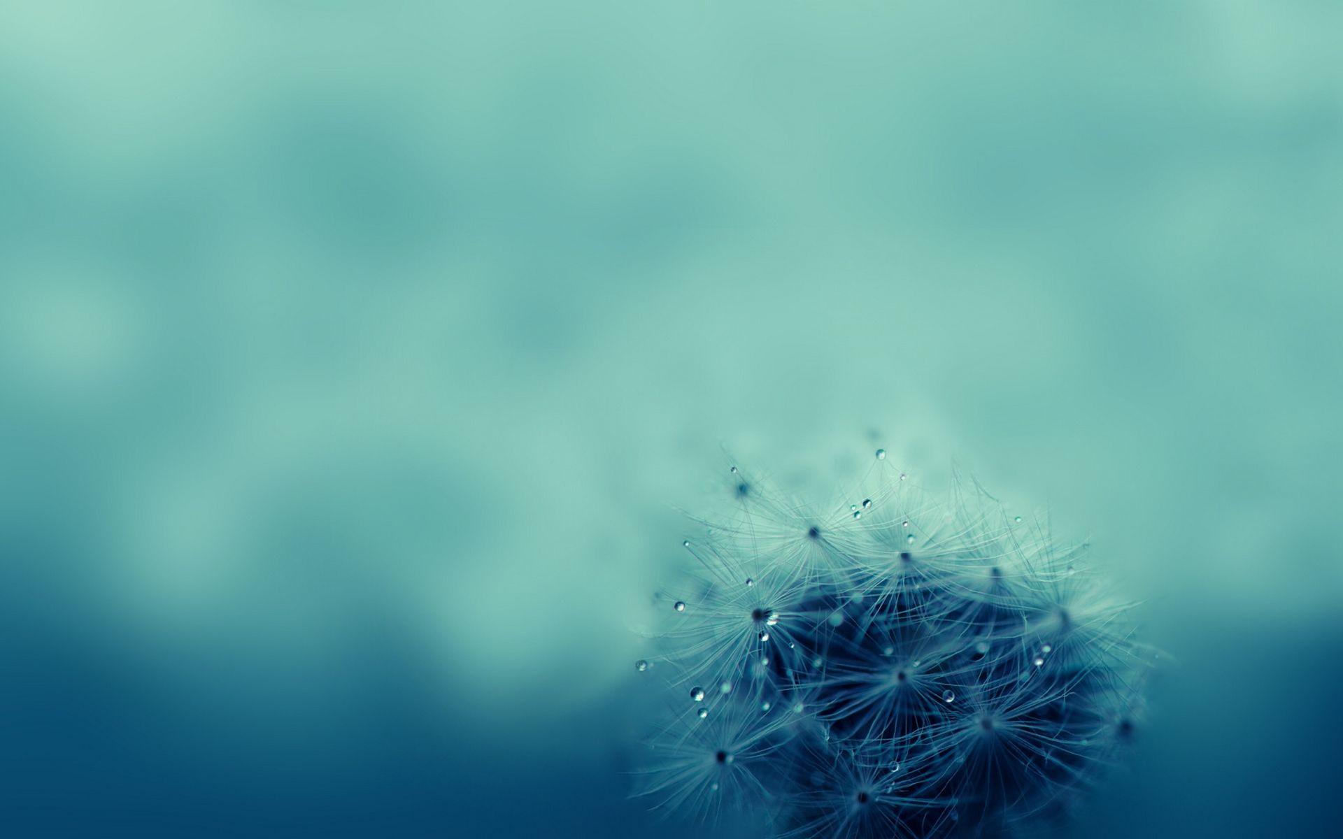 Macro Wallpapers - Top Free Macro Backgrounds - WallpaperAccess