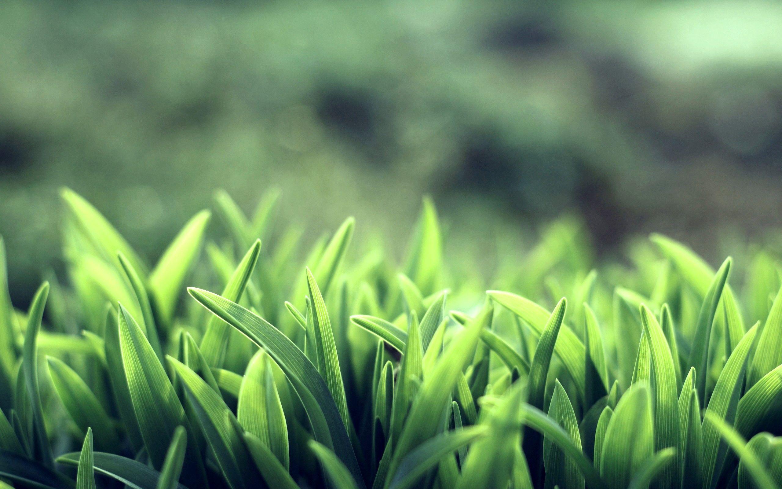 Macro Wallpapers - Top Free Macro Backgrounds - WallpaperAccess