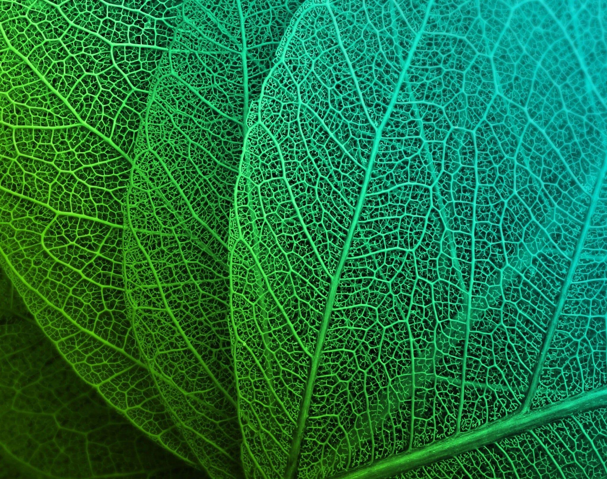 Macro Wallpapers - Top Free Macro Backgrounds - WallpaperAccess