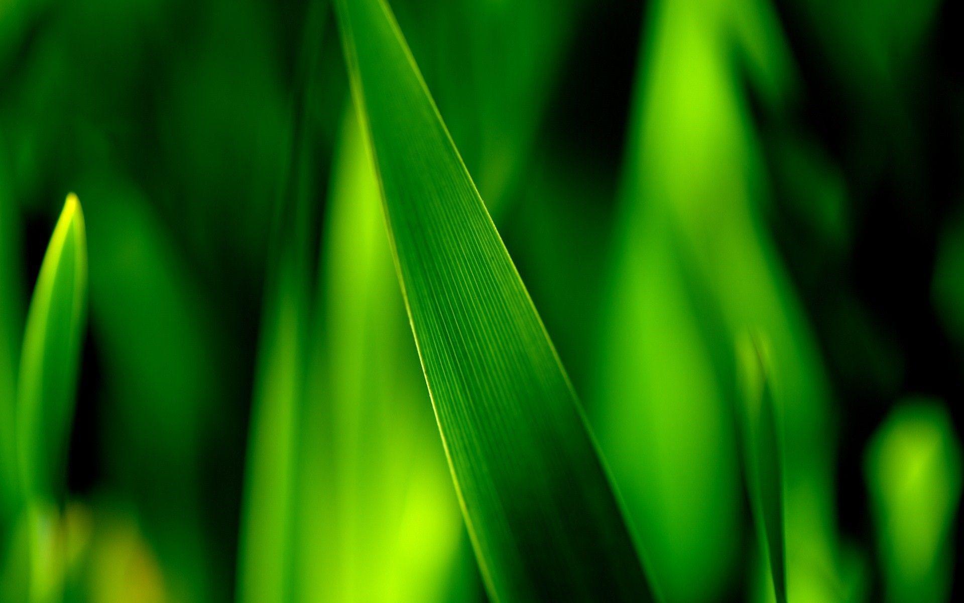 Macro Wallpapers - Top Free Macro Backgrounds - WallpaperAccess