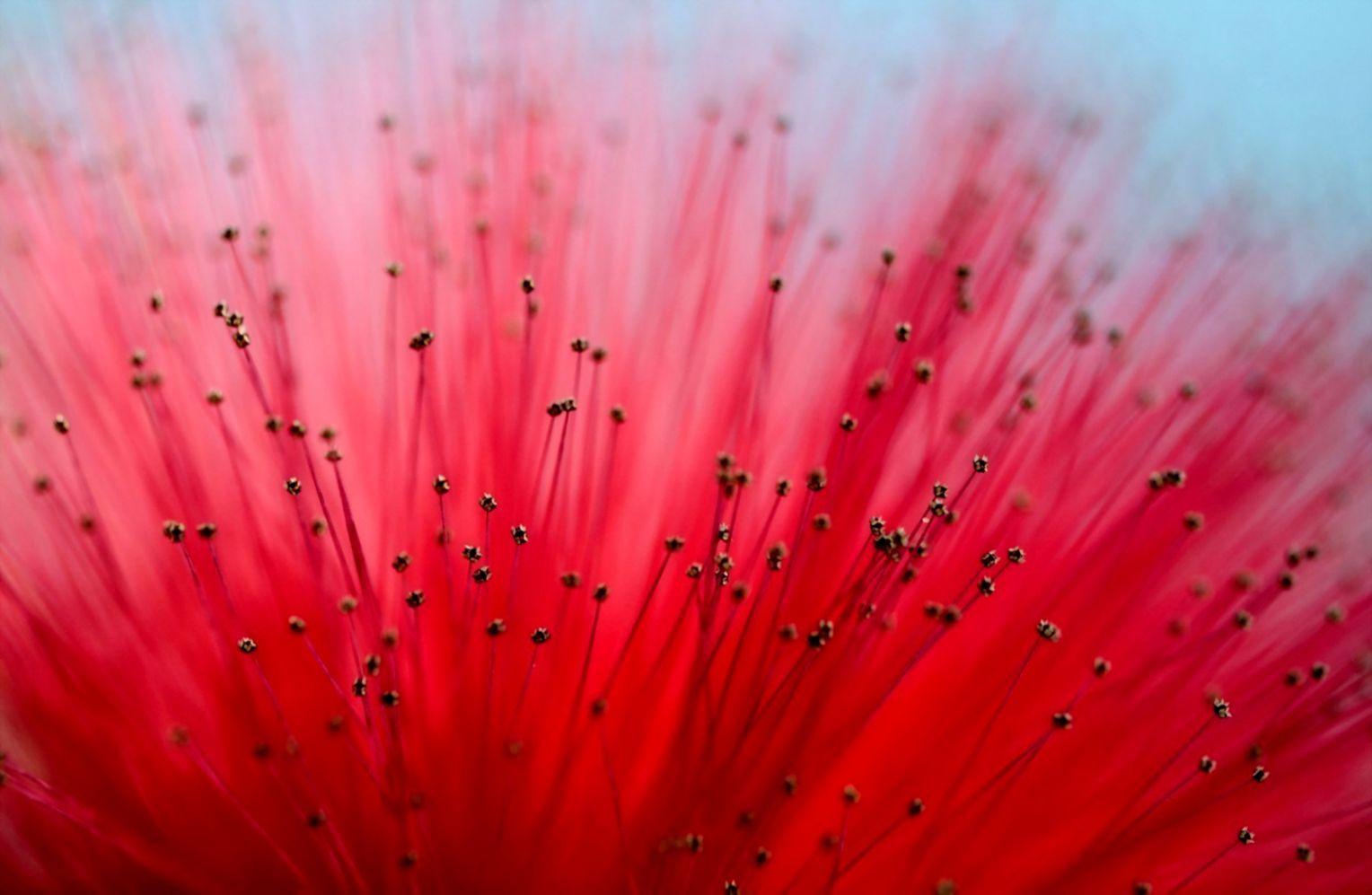 Macro Photography Wallpapers - Top Free Macro Photography Backgrounds ...