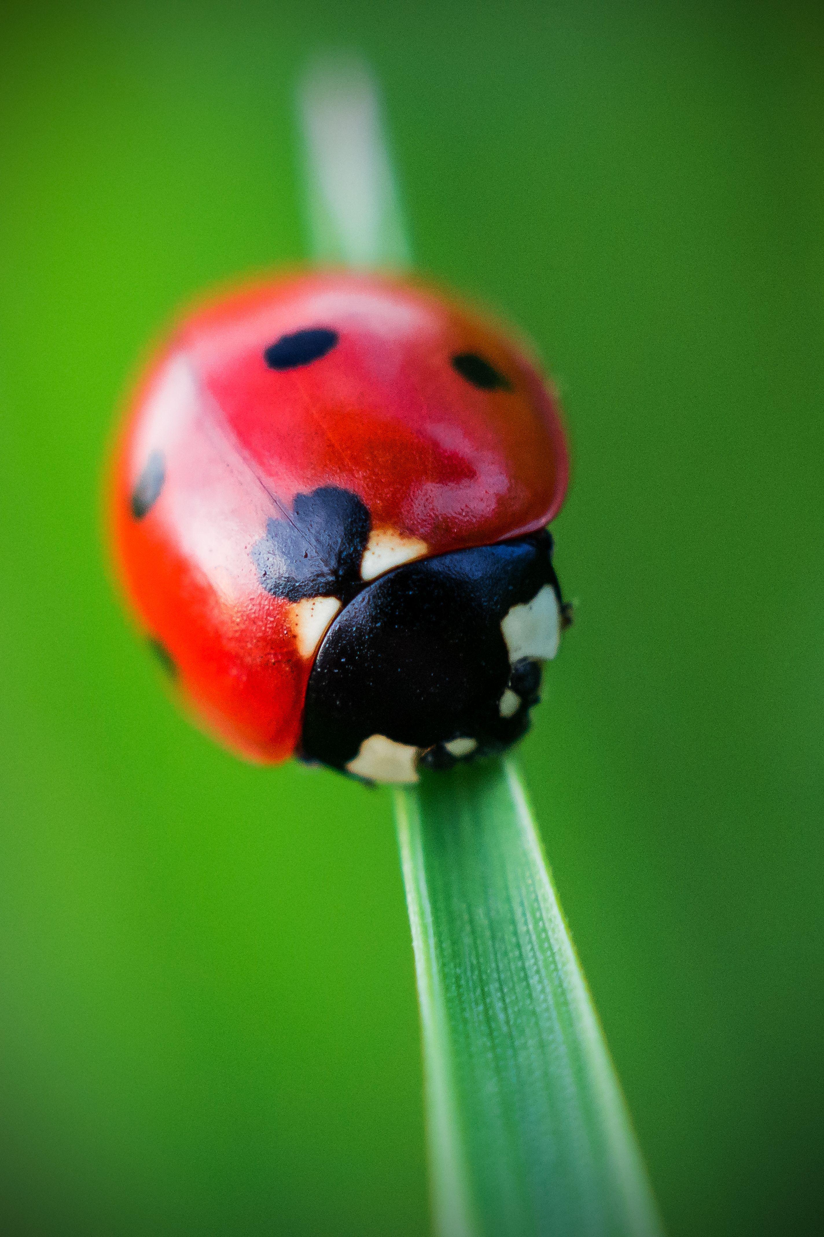 Macro Wallpapers - Top Free Macro Backgrounds - WallpaperAccess