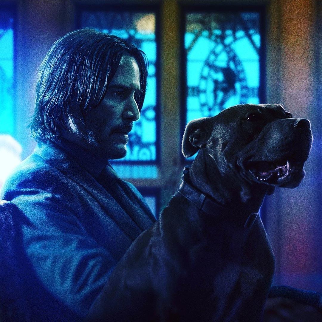 John Wick Dog Wallpapers - Top Free John Wick Dog Backgrounds ...