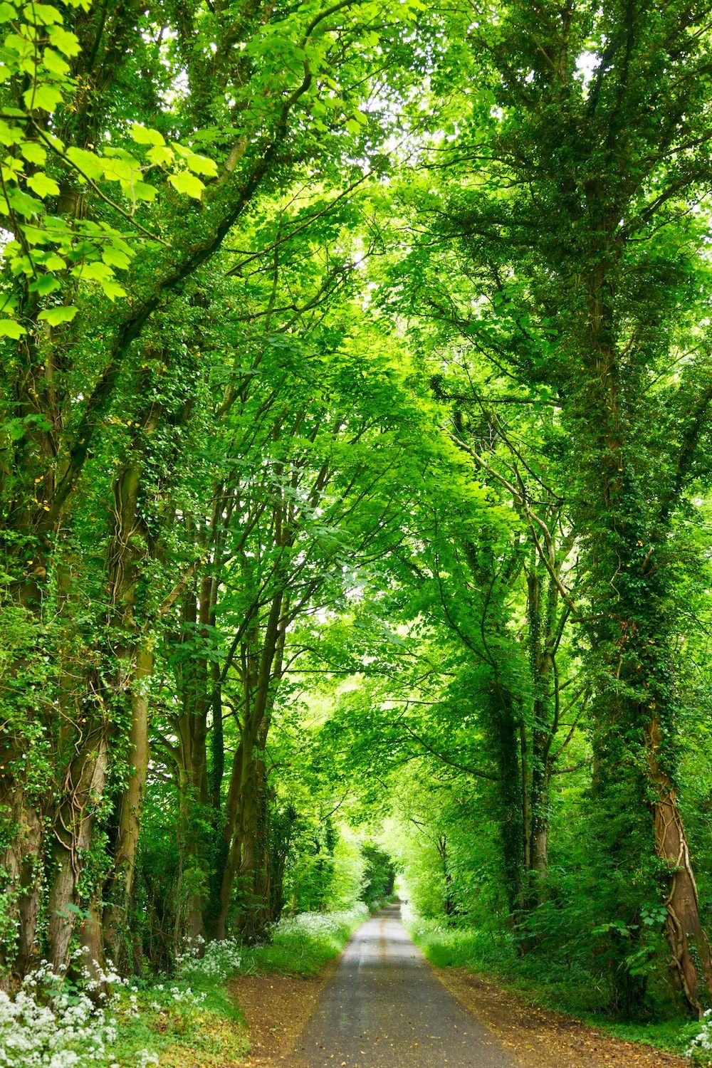 Green Environment Wallpapers - Top Free Green Environment Backgrounds ...