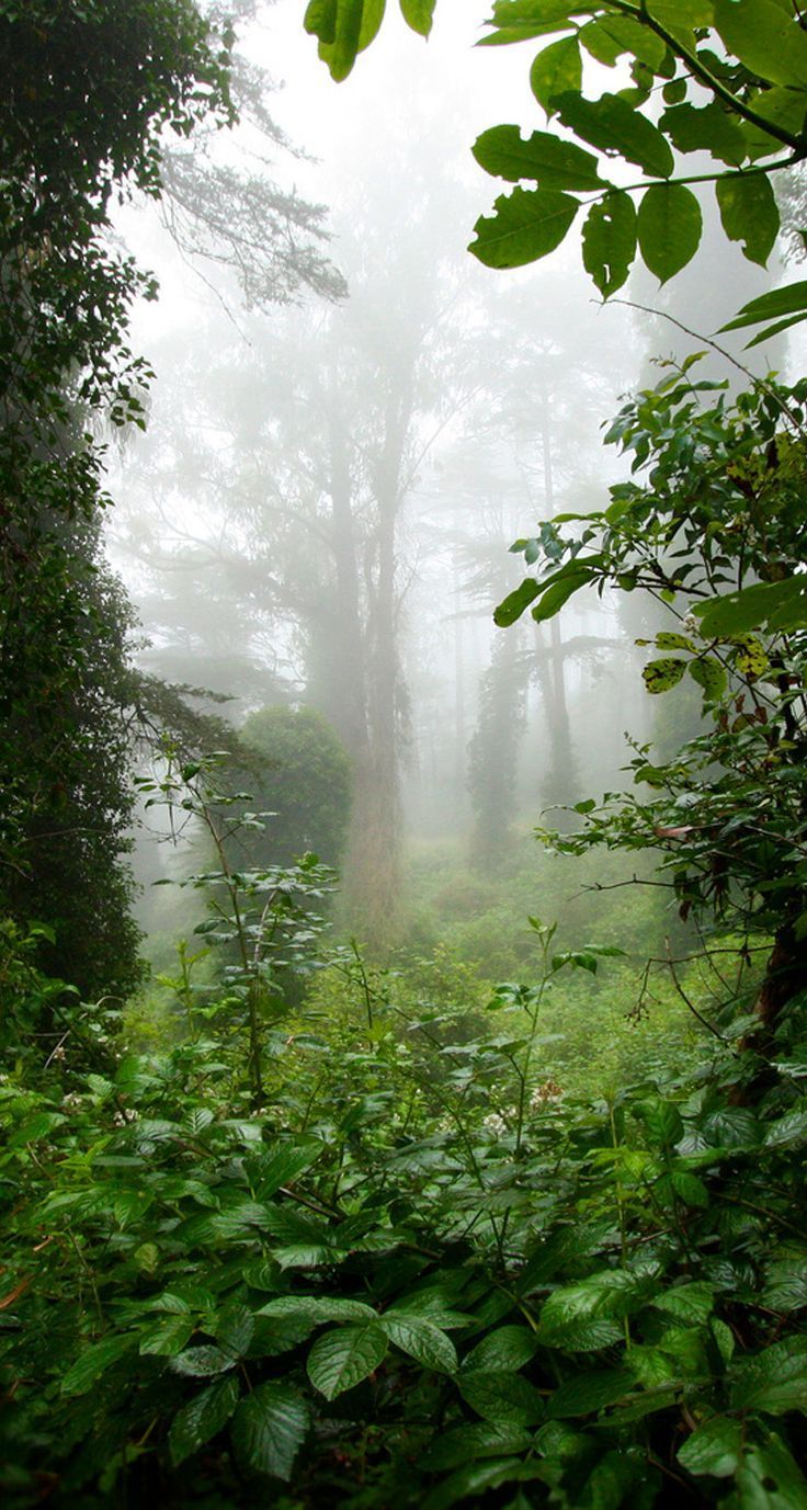 Green Environment Wallpapers - Top Free Green Environment Backgrounds ...