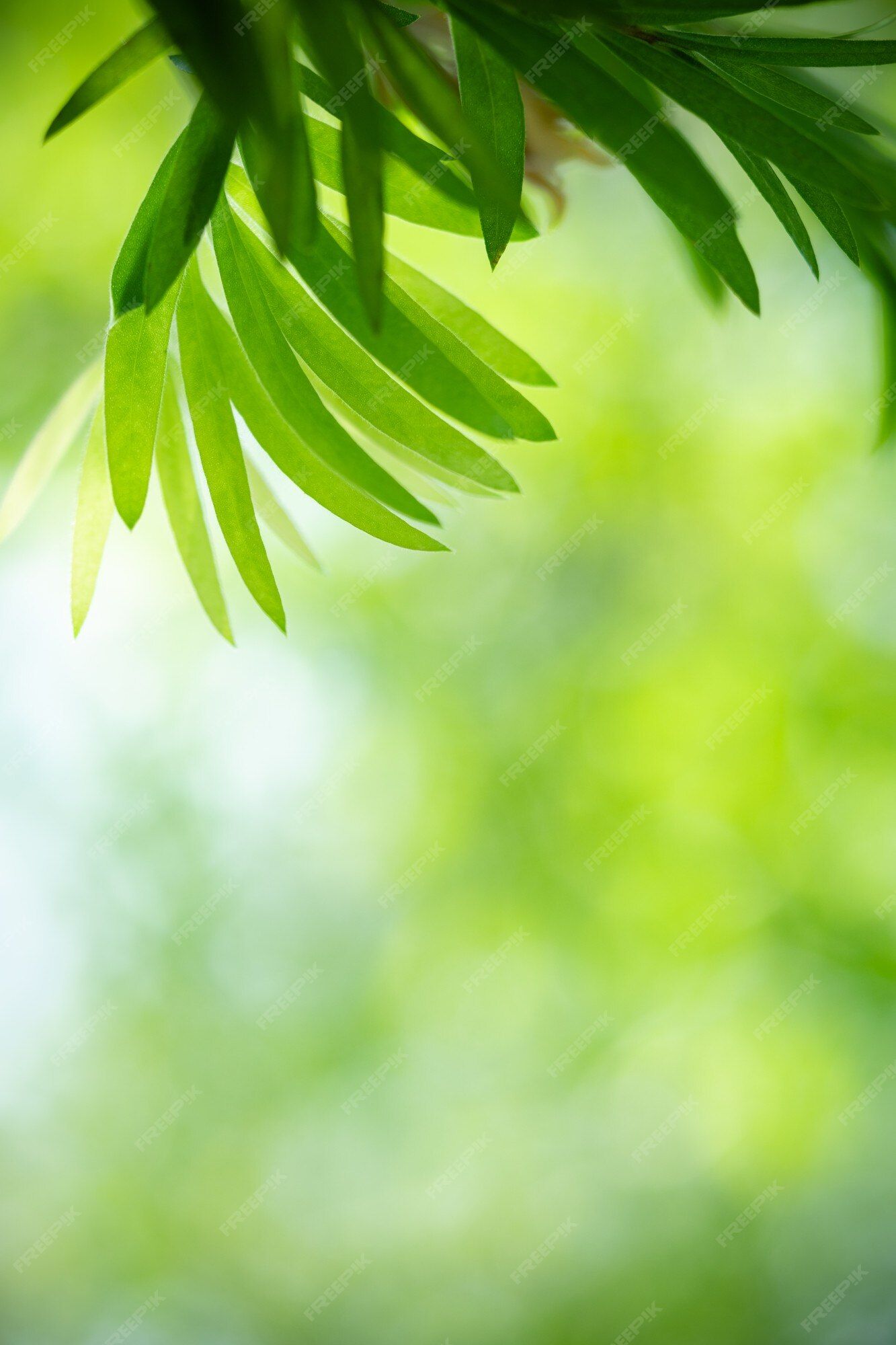 Green Environment Wallpapers - Top Free Green Environment Backgrounds ...