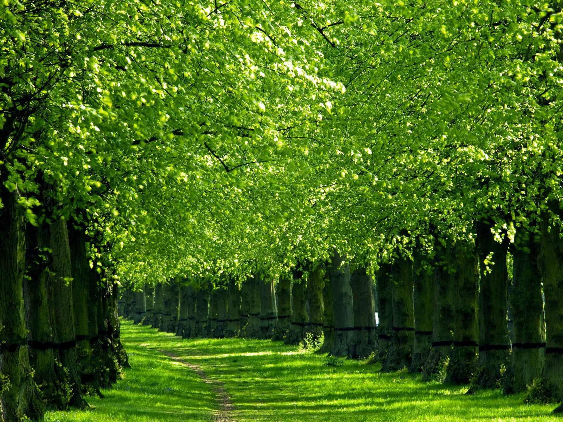 Green Environment Wallpapers - Top Free Green Environment Backgrounds ...