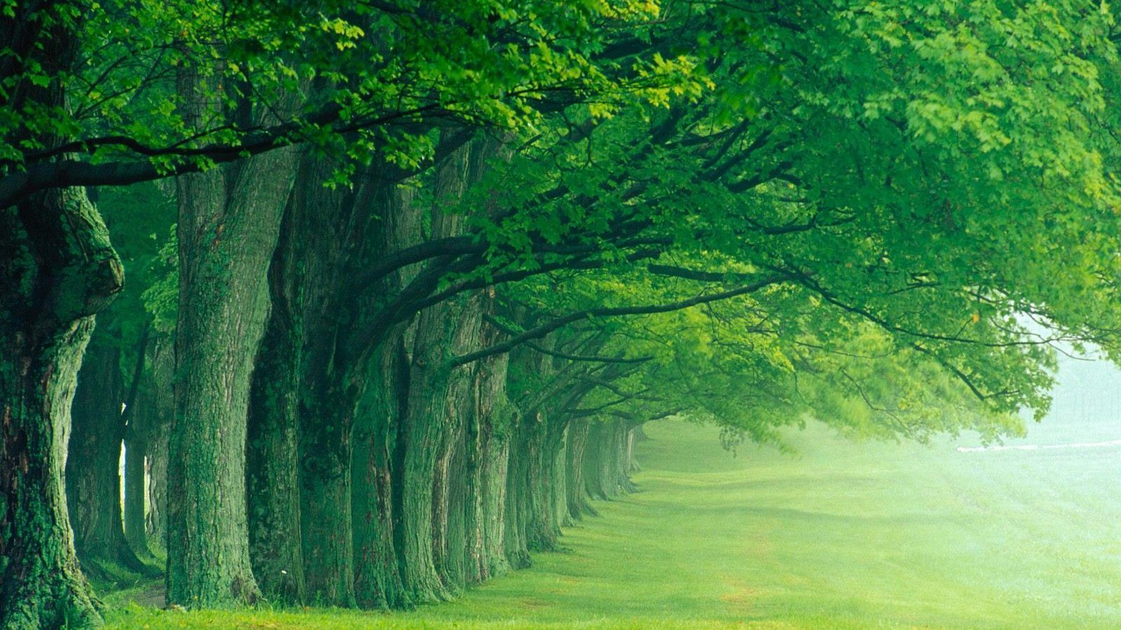 Green Environment Wallpapers - Top Free Green Environment Backgrounds ...