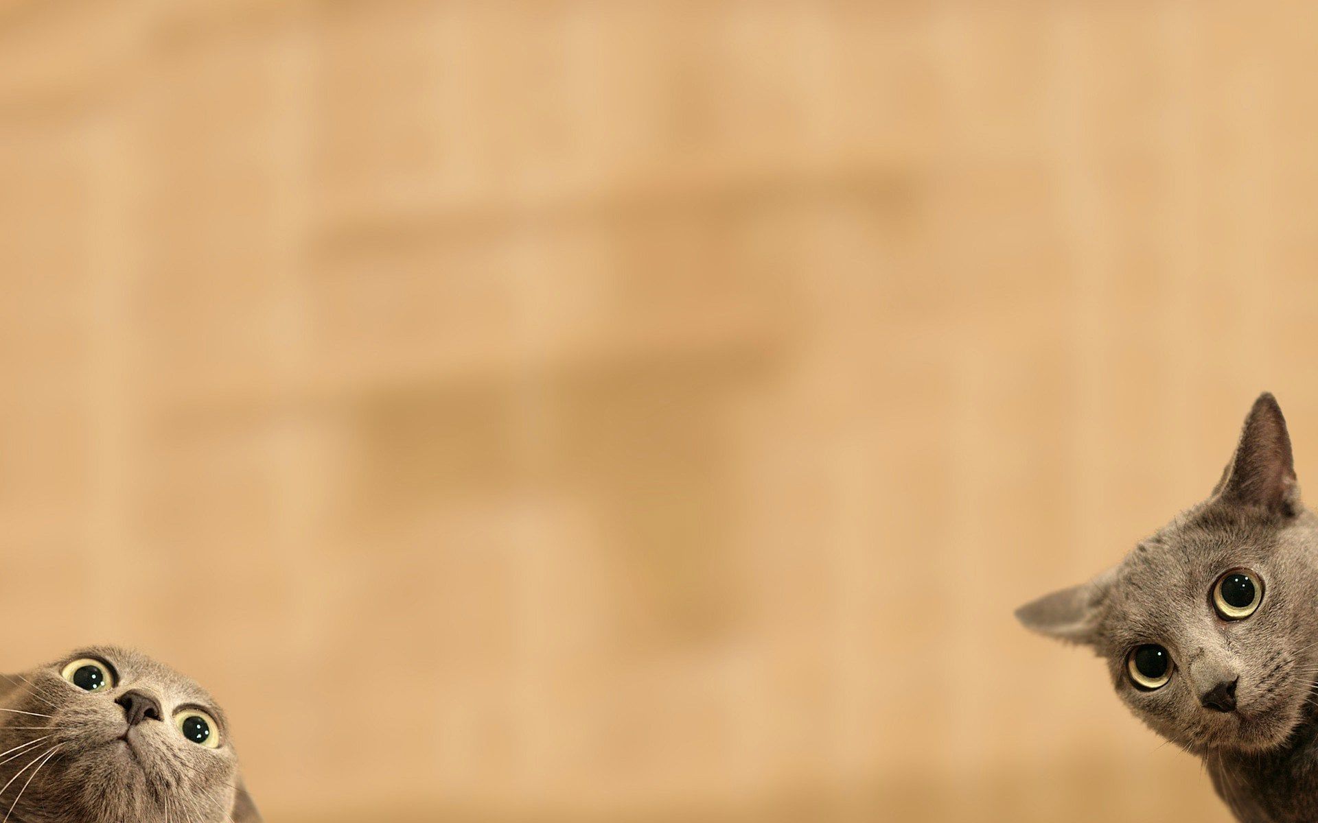 Polite Cat Wallpapers - Top Free Polite Cat Backgrounds - WallpaperAccess