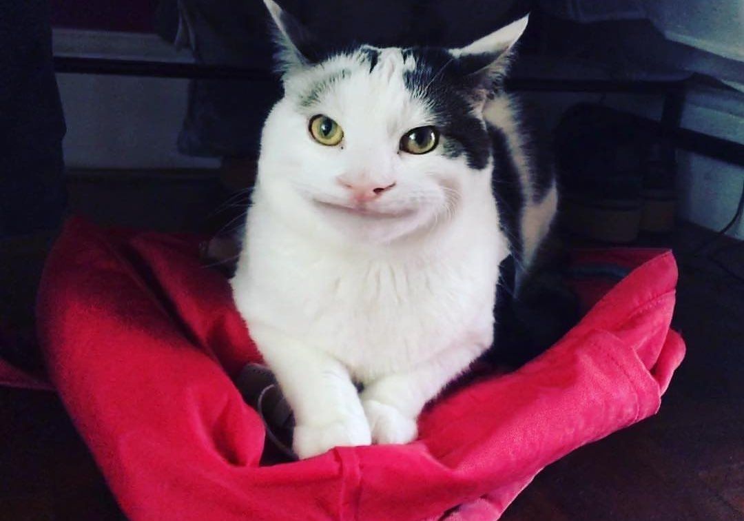 Polite Cat Wallpapers - Top Free Polite Cat Backgrounds - WallpaperAccess