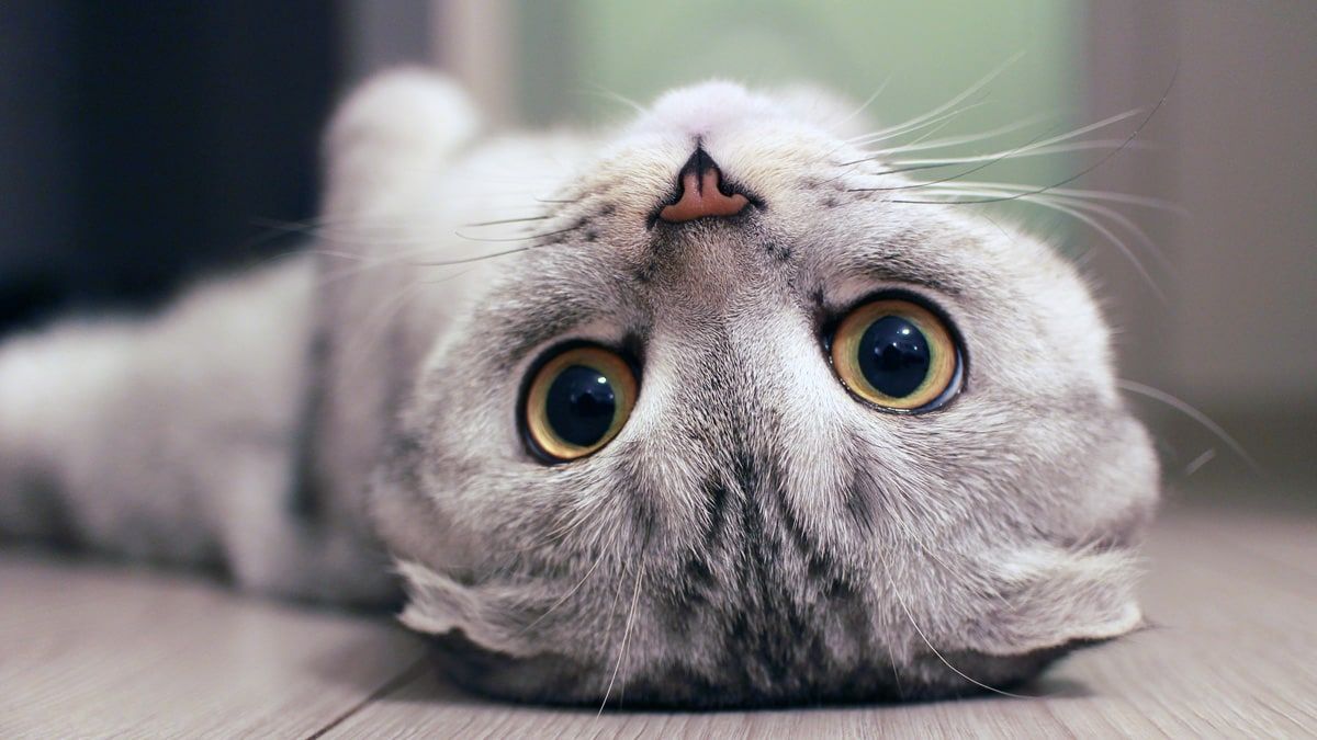 Polite Cat Wallpapers - Top Free Polite Cat Backgrounds - WallpaperAccess