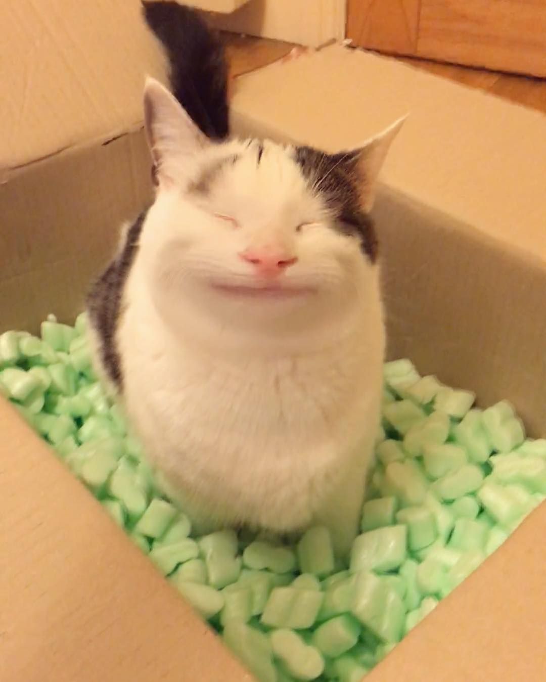 Polite Cat Wallpapers - Top Free Polite Cat Backgrounds - WallpaperAccess