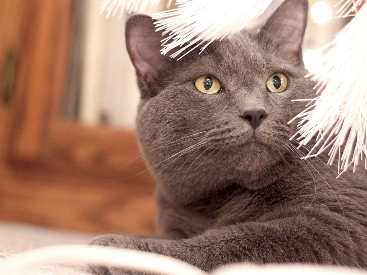 Polite Cat Wallpapers - Top Free Polite Cat Backgrounds - WallpaperAccess