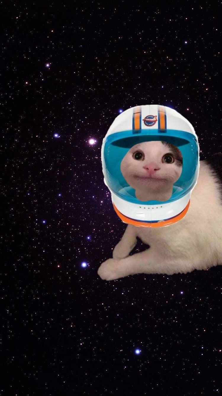 Polite Cat Wallpapers - Top Free Polite Cat Backgrounds - WallpaperAccess