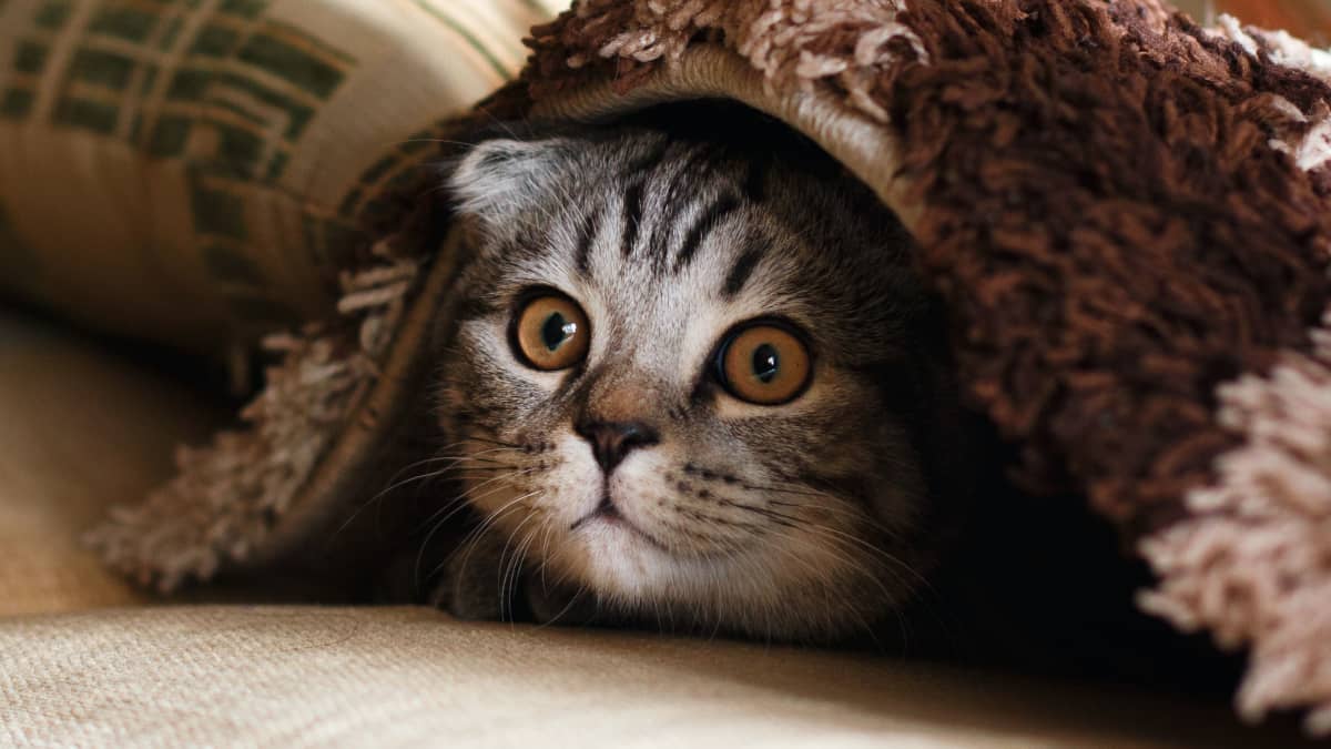 Polite Cat Wallpapers - Top Free Polite Cat Backgrounds - WallpaperAccess