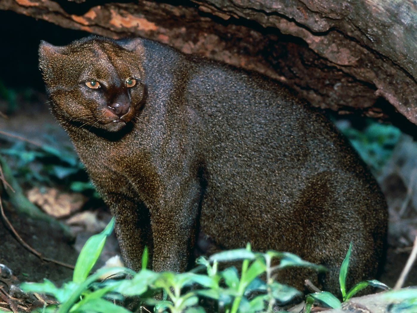 Polite Cat Wallpapers - Top Free Polite Cat Backgrounds - WallpaperAccess