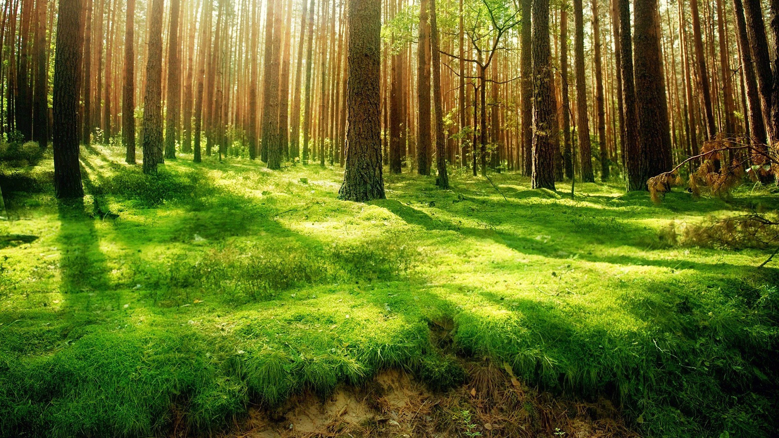 Green View Wallpapers - Top Free Green View Backgrounds - WallpaperAccess