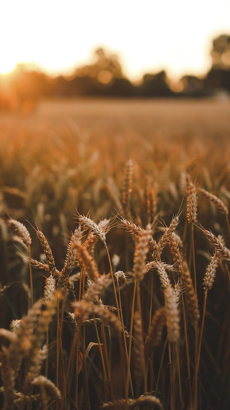 Filed Wallpapers - Top Free Filed Backgrounds - WallpaperAccess