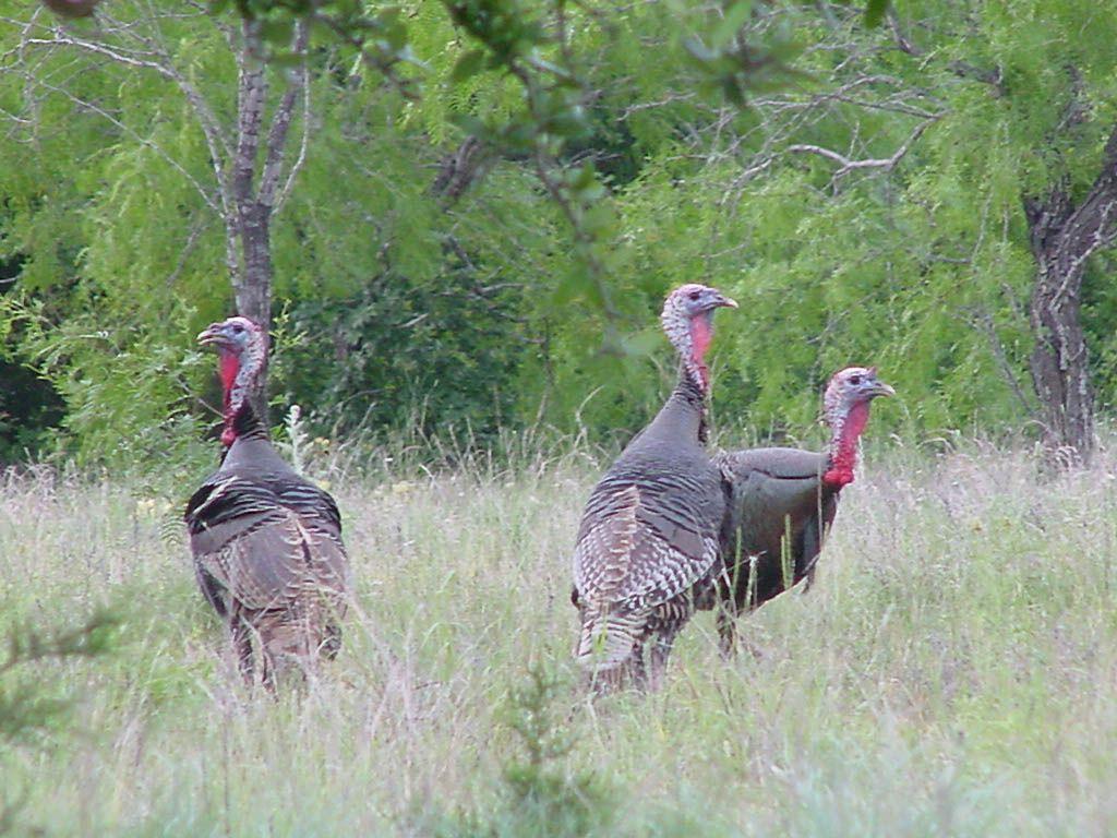 Turkey Hunting Wallpapers - Top Free Turkey Hunting Backgrounds ...