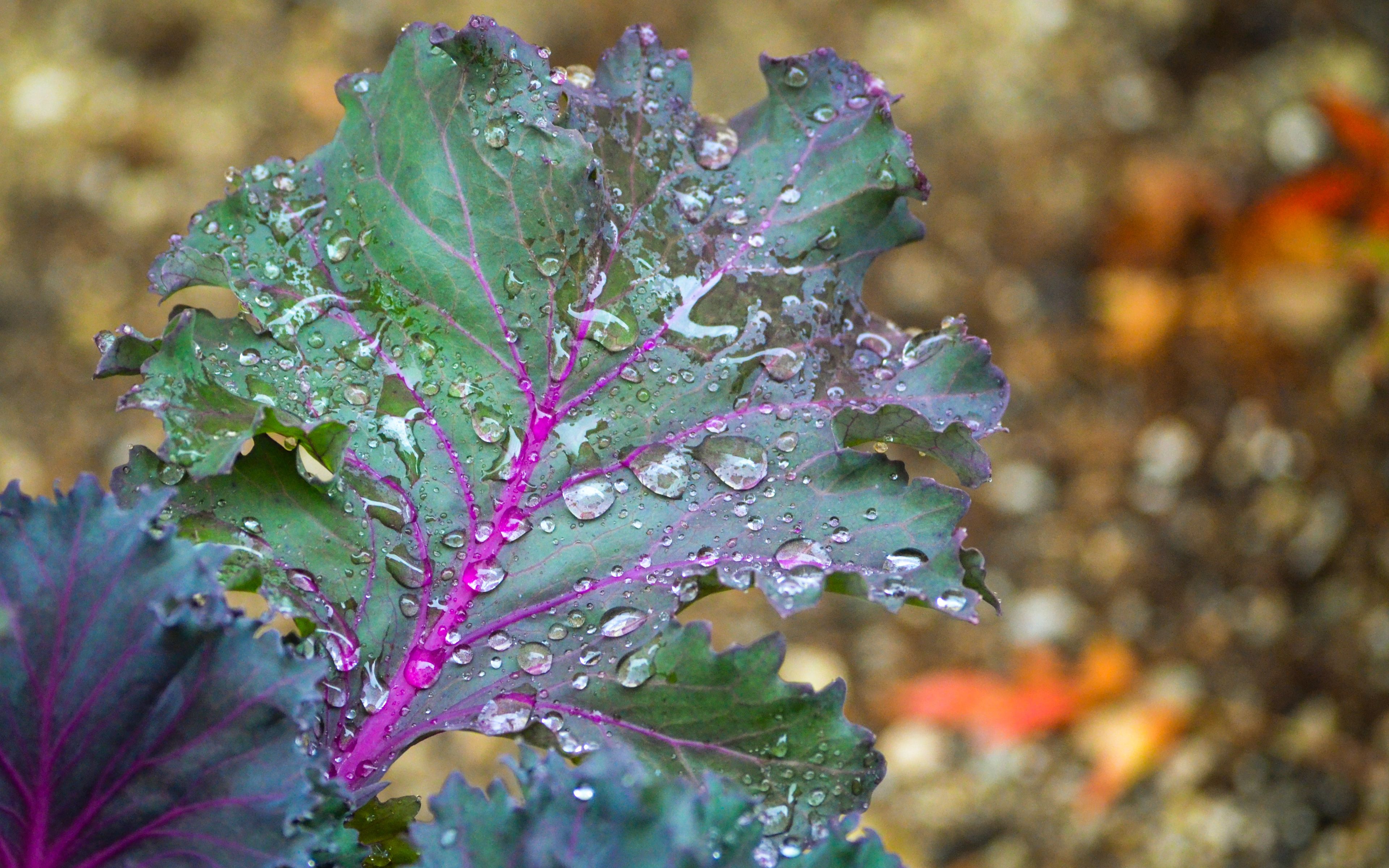 November Rain Wallpapers - Top Free November Rain Backgrounds ...