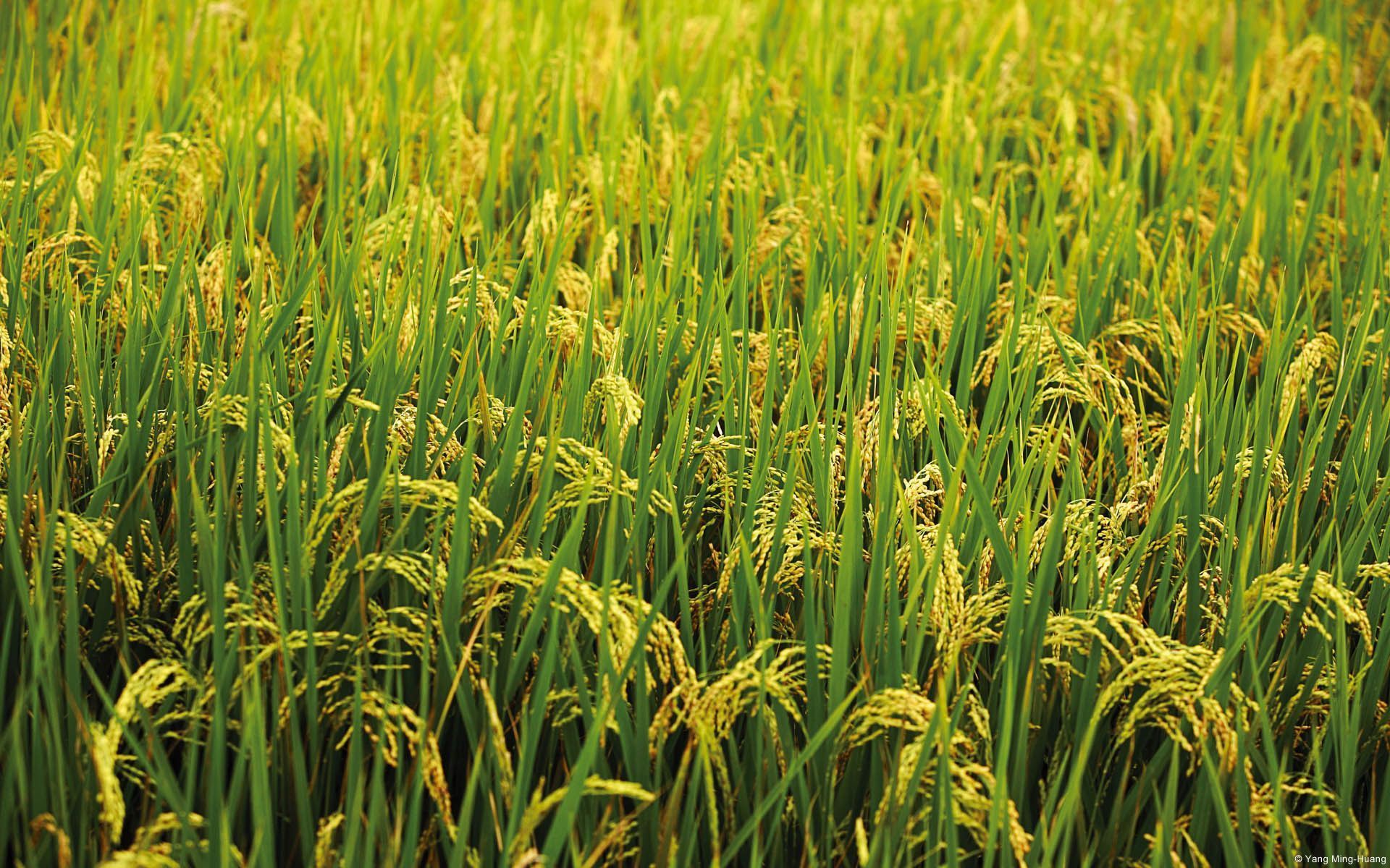 Rice Plant Wallpapers - Top Free Rice Plant Backgrounds - WallpaperAccess