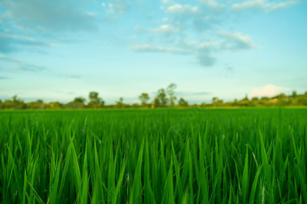 Rice Plant Wallpapers - Top Free Rice Plant Backgrounds - WallpaperAccess