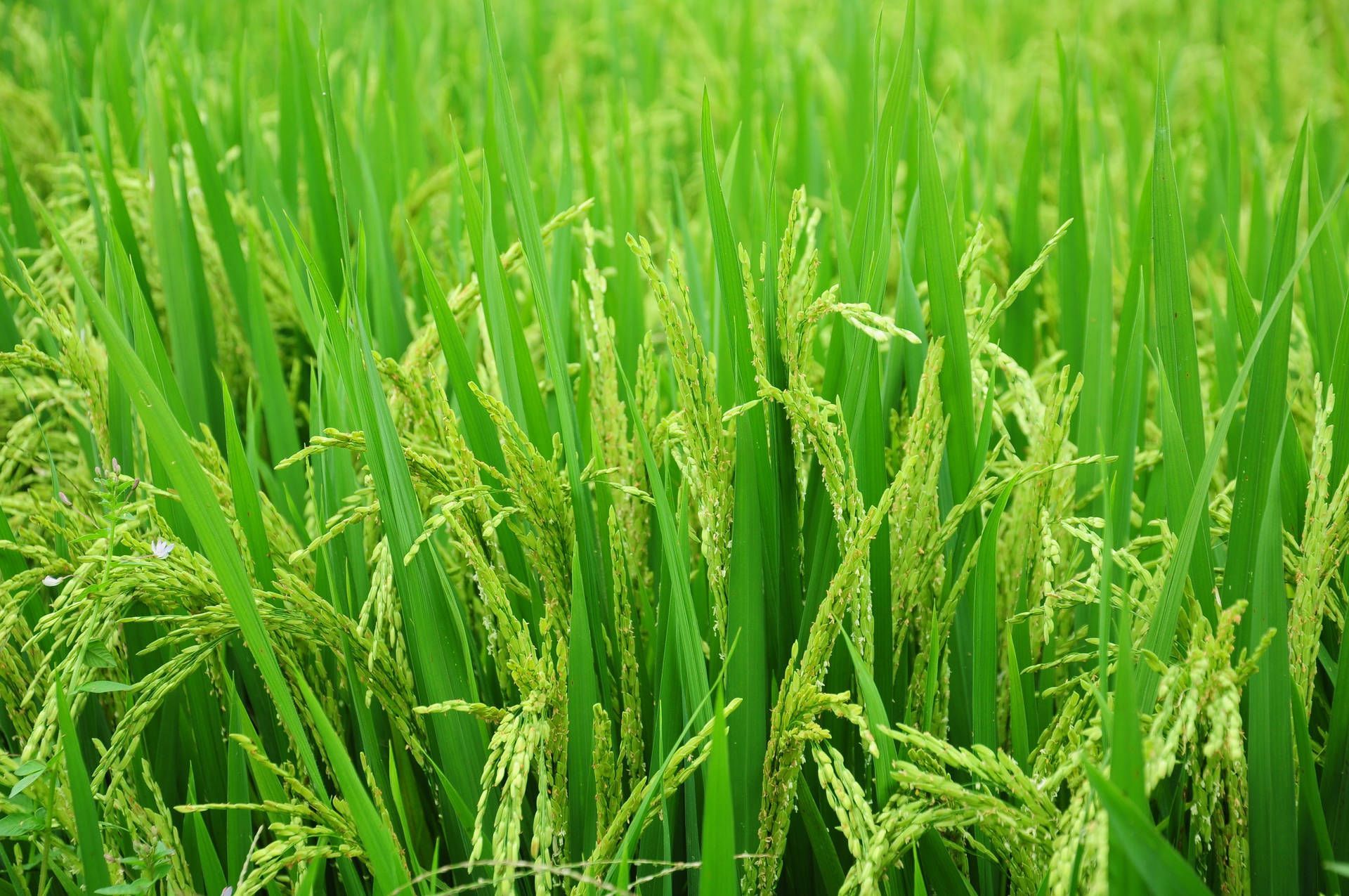Rice Plant Wallpapers - Top Free Rice Plant Backgrounds - WallpaperAccess
