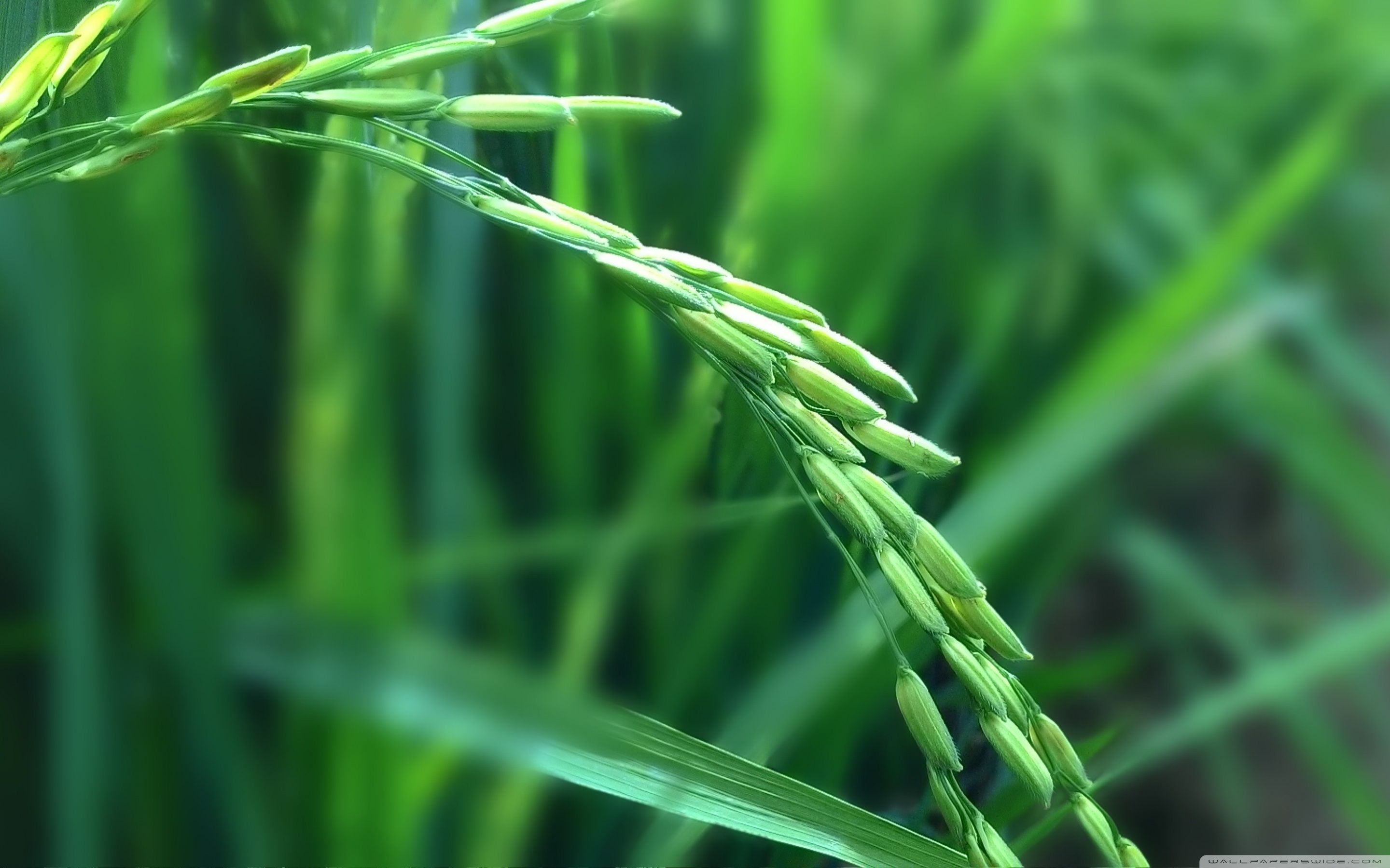 Rice Plant Wallpapers - Top Free Rice Plant Backgrounds - WallpaperAccess
