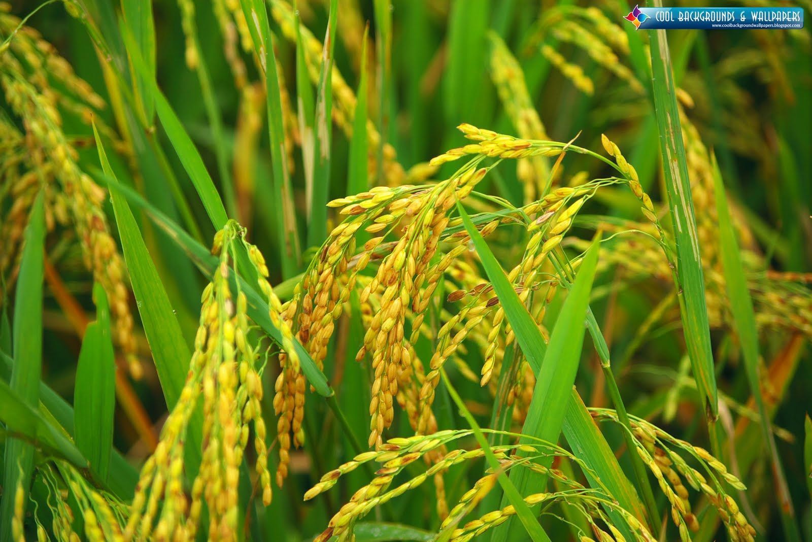 Rice Plant Wallpapers - Top Free Rice Plant Backgrounds - WallpaperAccess