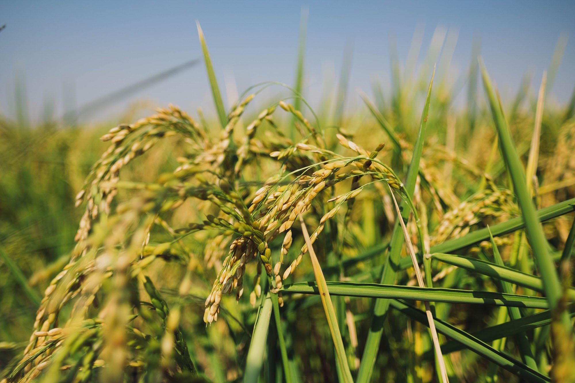 Rice Plant Wallpapers - Top Free Rice Plant Backgrounds - WallpaperAccess