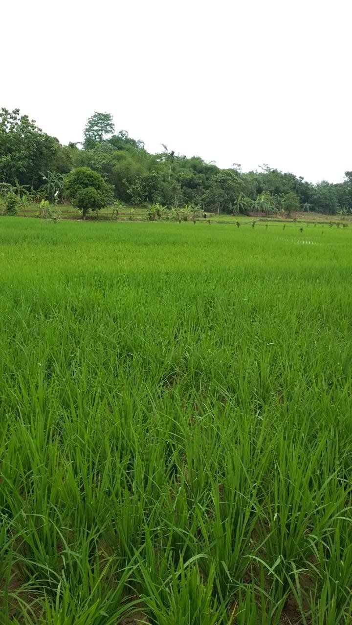 Rice Plant Wallpapers - Top Free Rice Plant Backgrounds - WallpaperAccess