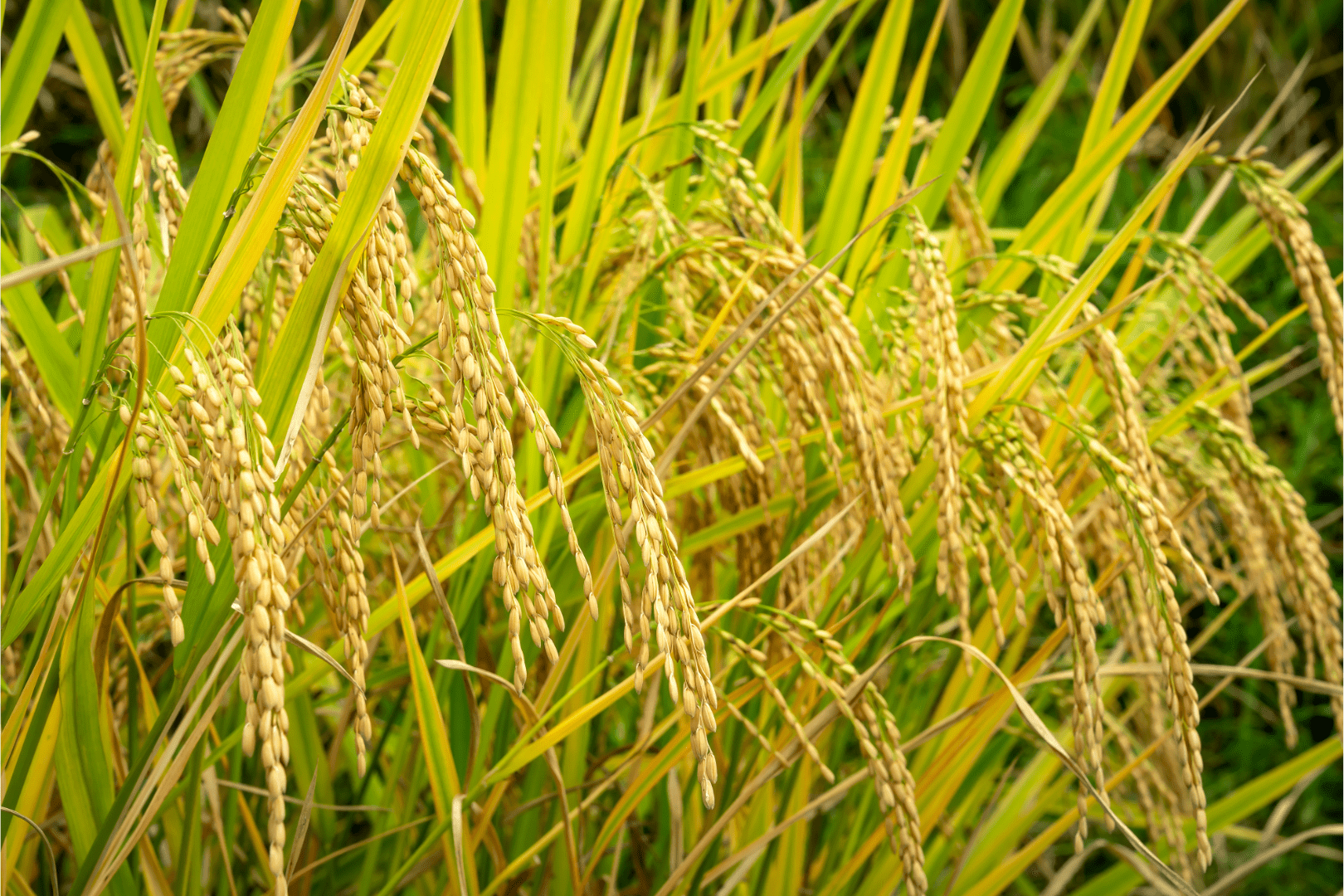Rice Plant Wallpapers - Top Free Rice Plant Backgrounds - WallpaperAccess