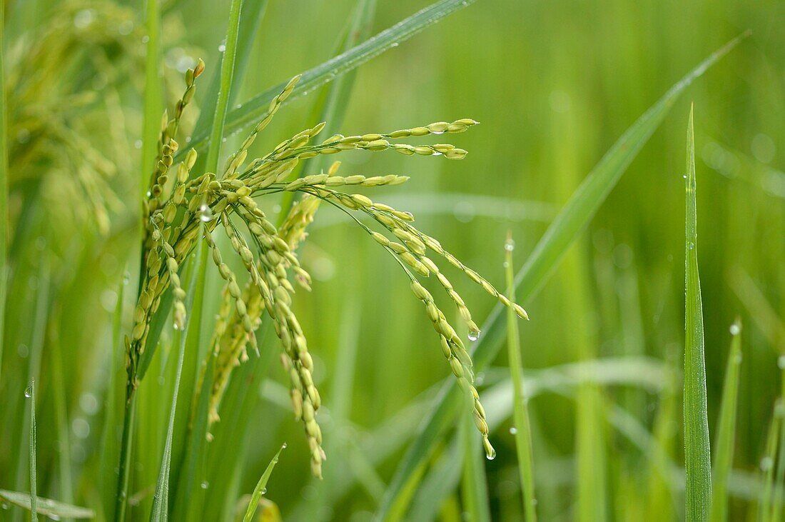 Rice Plant Wallpapers - Top Free Rice Plant Backgrounds - WallpaperAccess