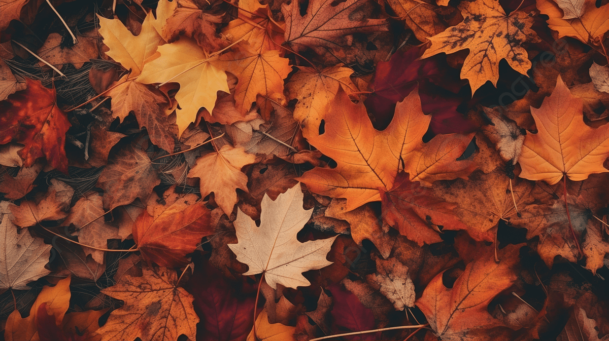 Fall Leaves Aesthetic Wallpapers - Top Free Fall Leaves Aesthetic ...