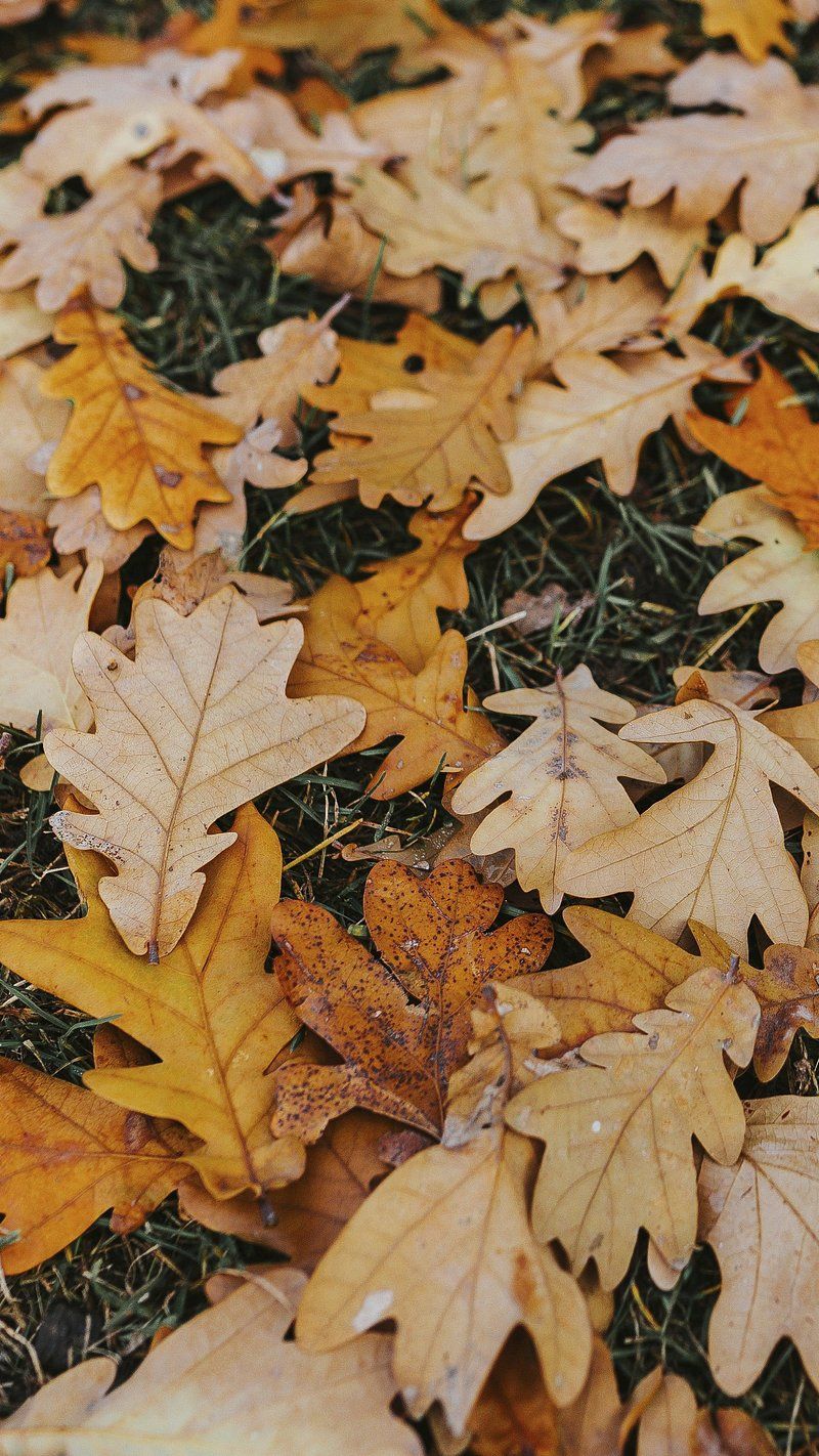 Fallen Leaves Wallpapers - Top Free Fallen Leaves Backgrounds ...