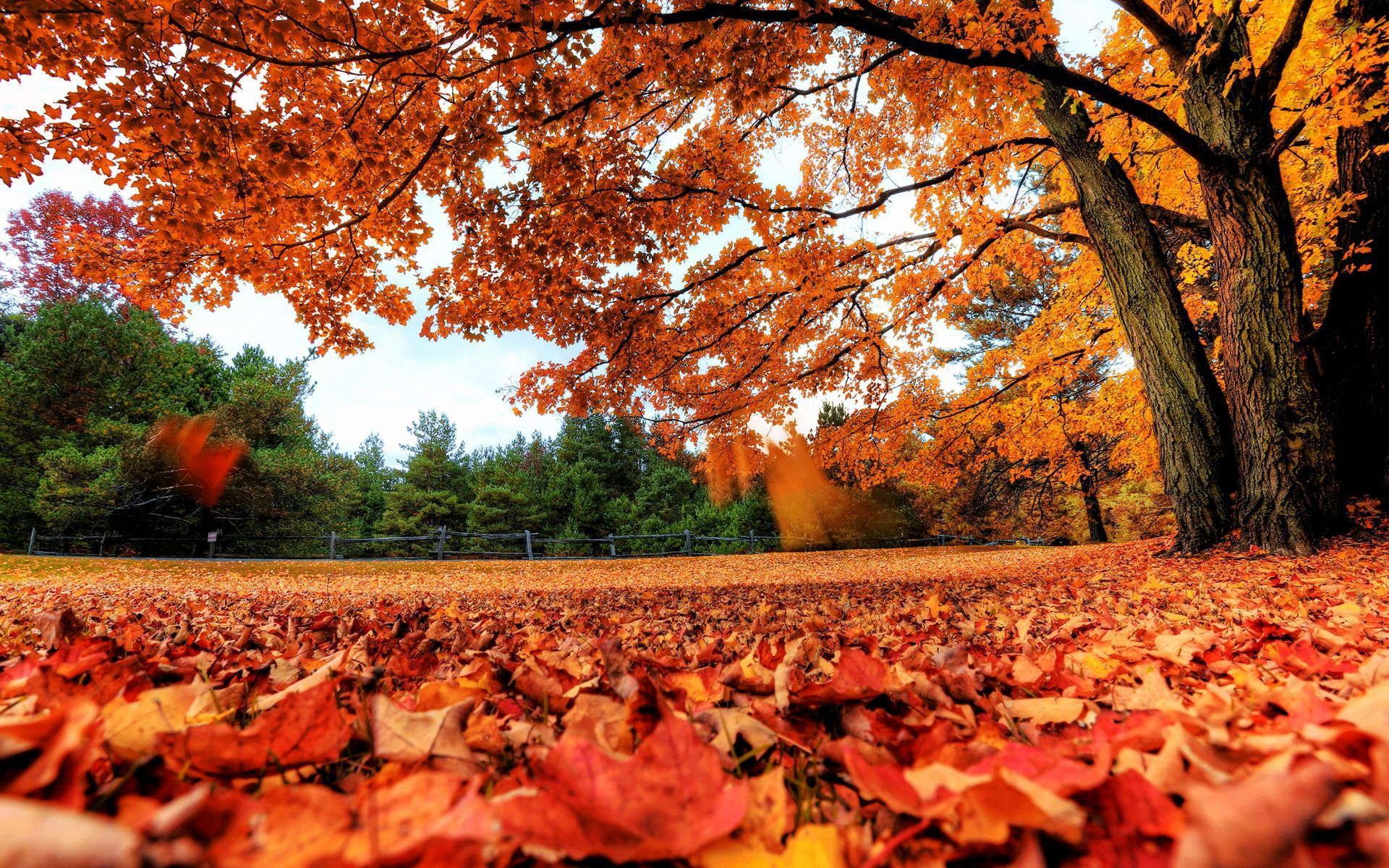 Fallen Leaves Wallpapers - Top Free Fallen Leaves Backgrounds ...